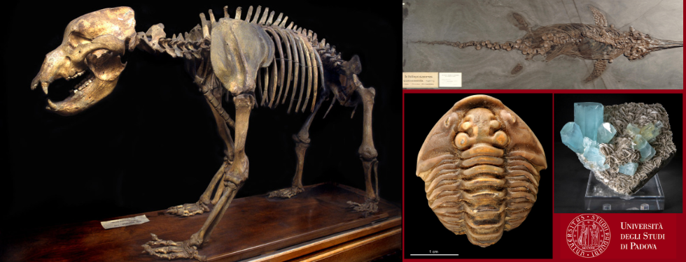 Apre il Museo della Natura e dell’Uomo | DIPARTIMENTO DI GEOSCIENZE | Università di Padova